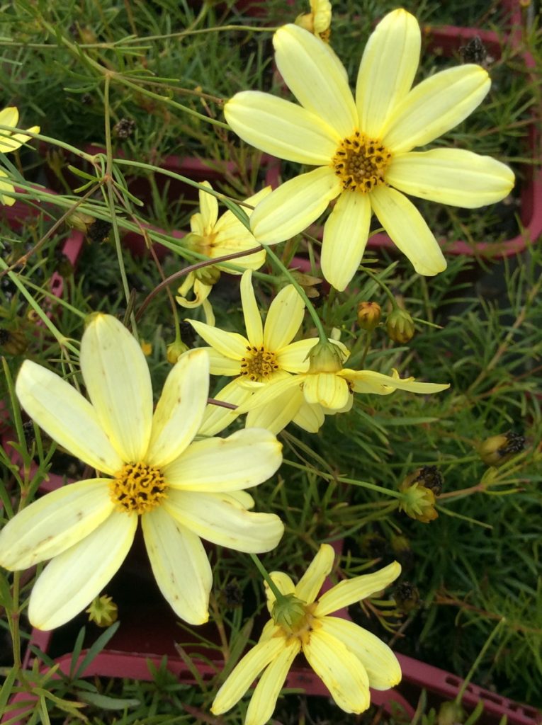 Coreopsis Moonbeam