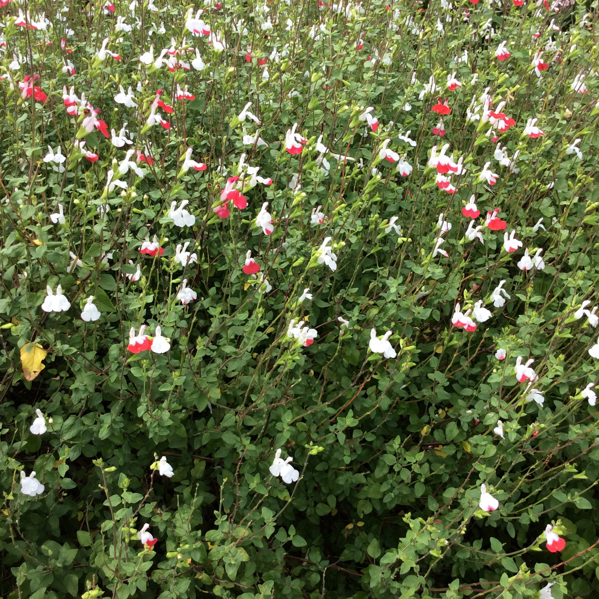 Salvia Hot Lips- Microphylla