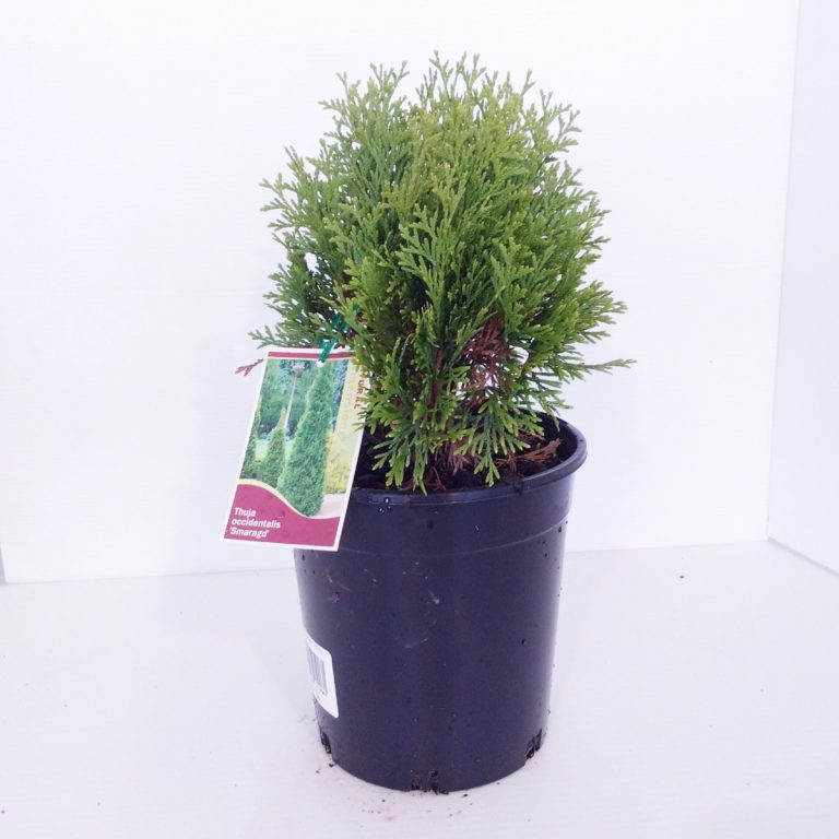Thuja Rosedalis